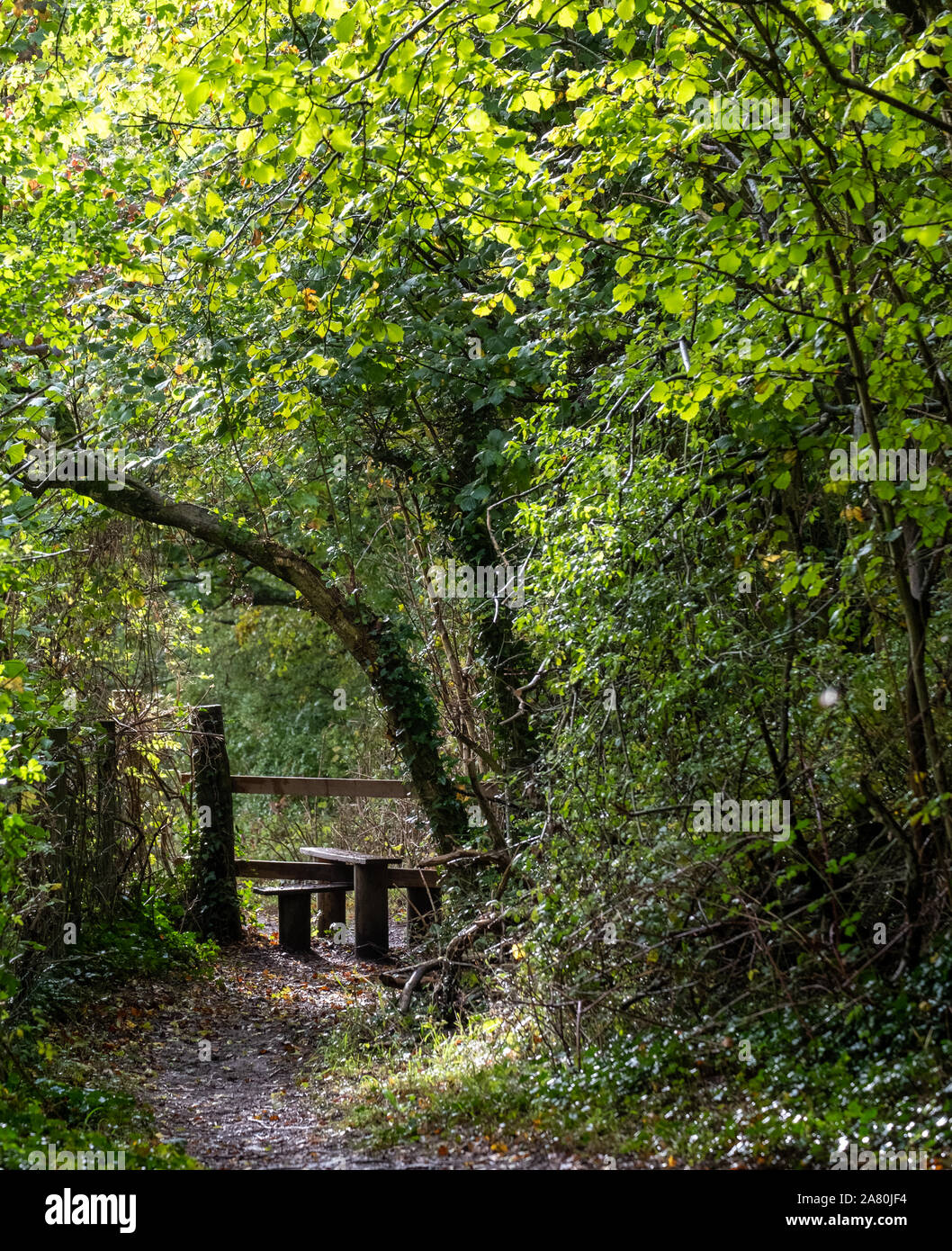 Halnaker tree tunnel near Chichester in West Sussex UK, with sunlight ...
