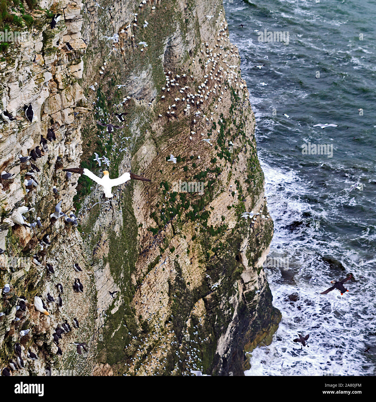 Gannet and Puffins in flight at the seabird nesting colony on Bempton ...