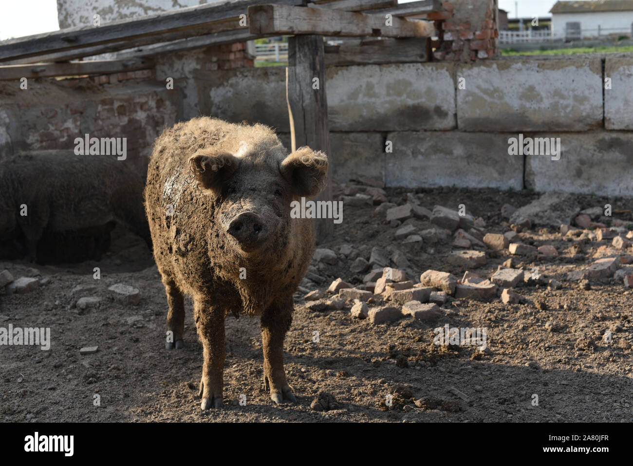 Happy pig rolling in mud.Mangalitsa The Woolly Sheep-Pig, healthy ...