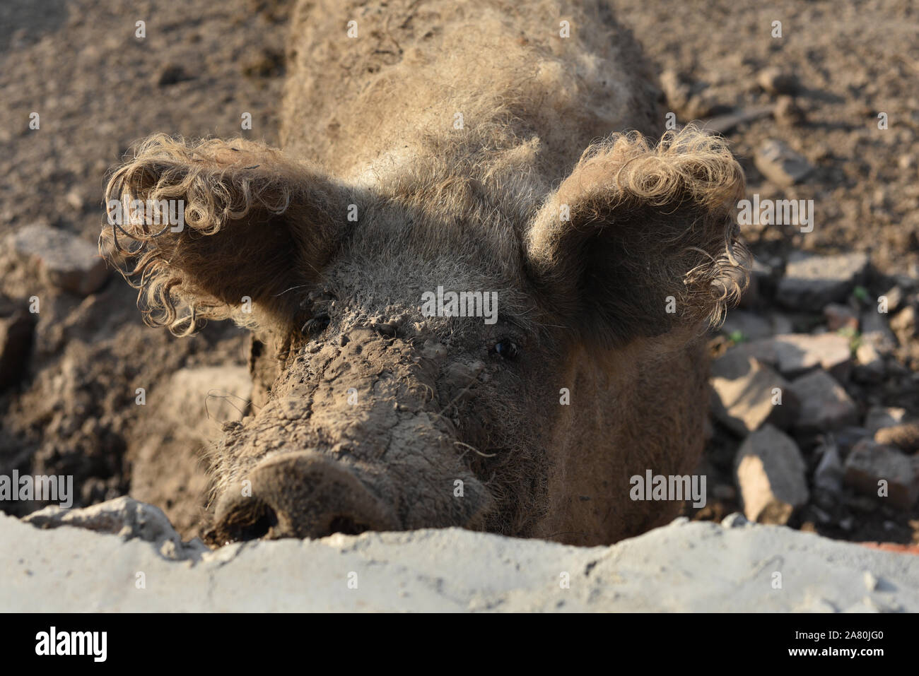 Happy pig rolling in mud.Mangalitsa The Woolly Sheep-Pig, healthy ...