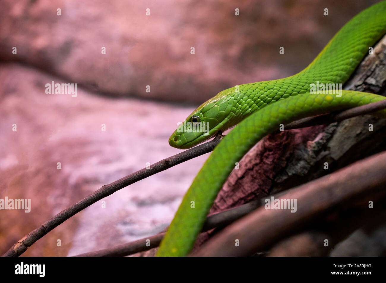 Green Mamba Snake Mouth