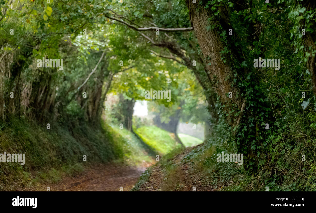 Halnaker tree tunnel near Chichester in West Sussex UK, with sunlight ...