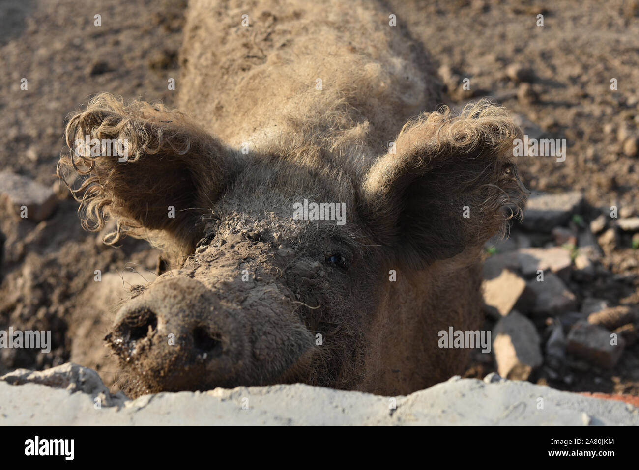 Happy pig rolling in mud.Mangalitsa The Woolly Sheep-Pig, healthy ...