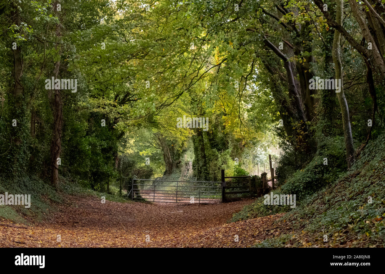 Halnaker tree tunnel near Chichester in West Sussex UK, with sunlight ...