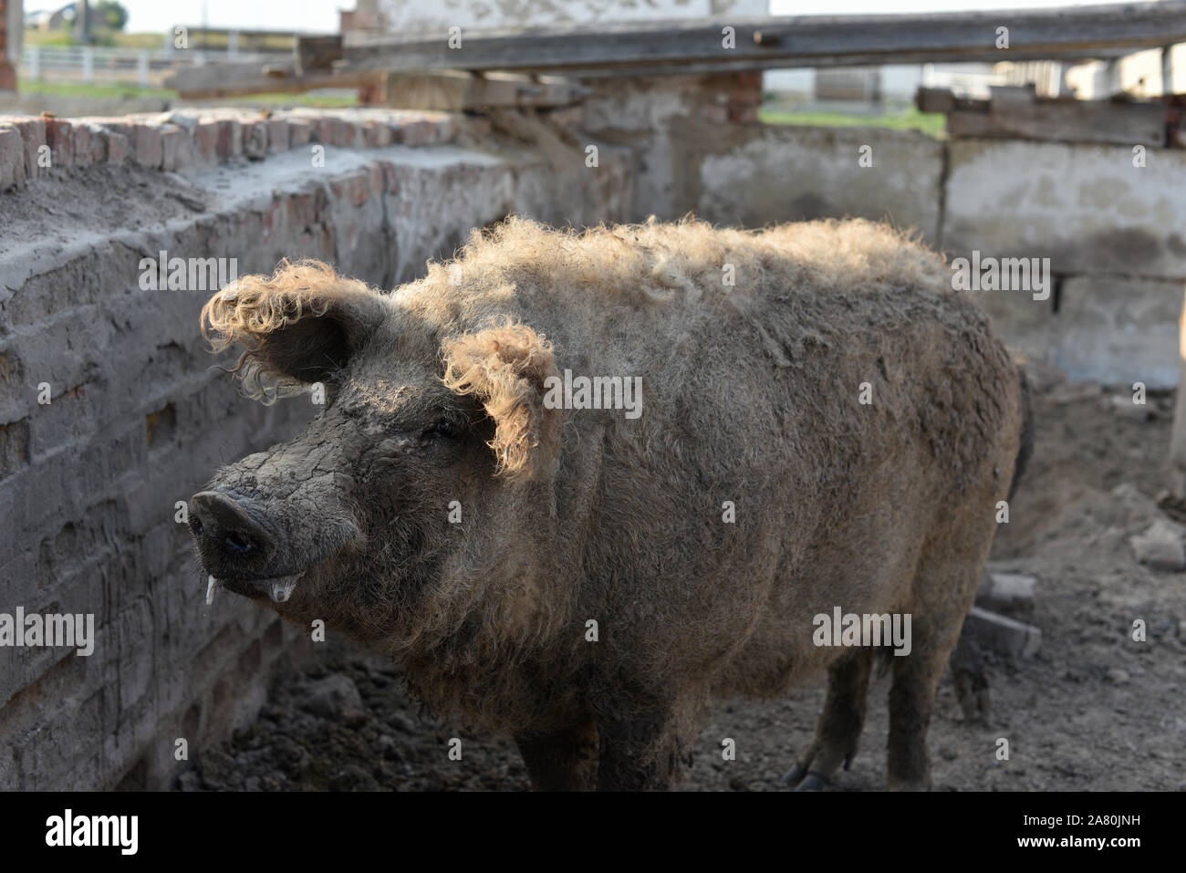 Happy pig rolling in mud.Mangalitsa The Woolly Sheep-Pig, healthy ...