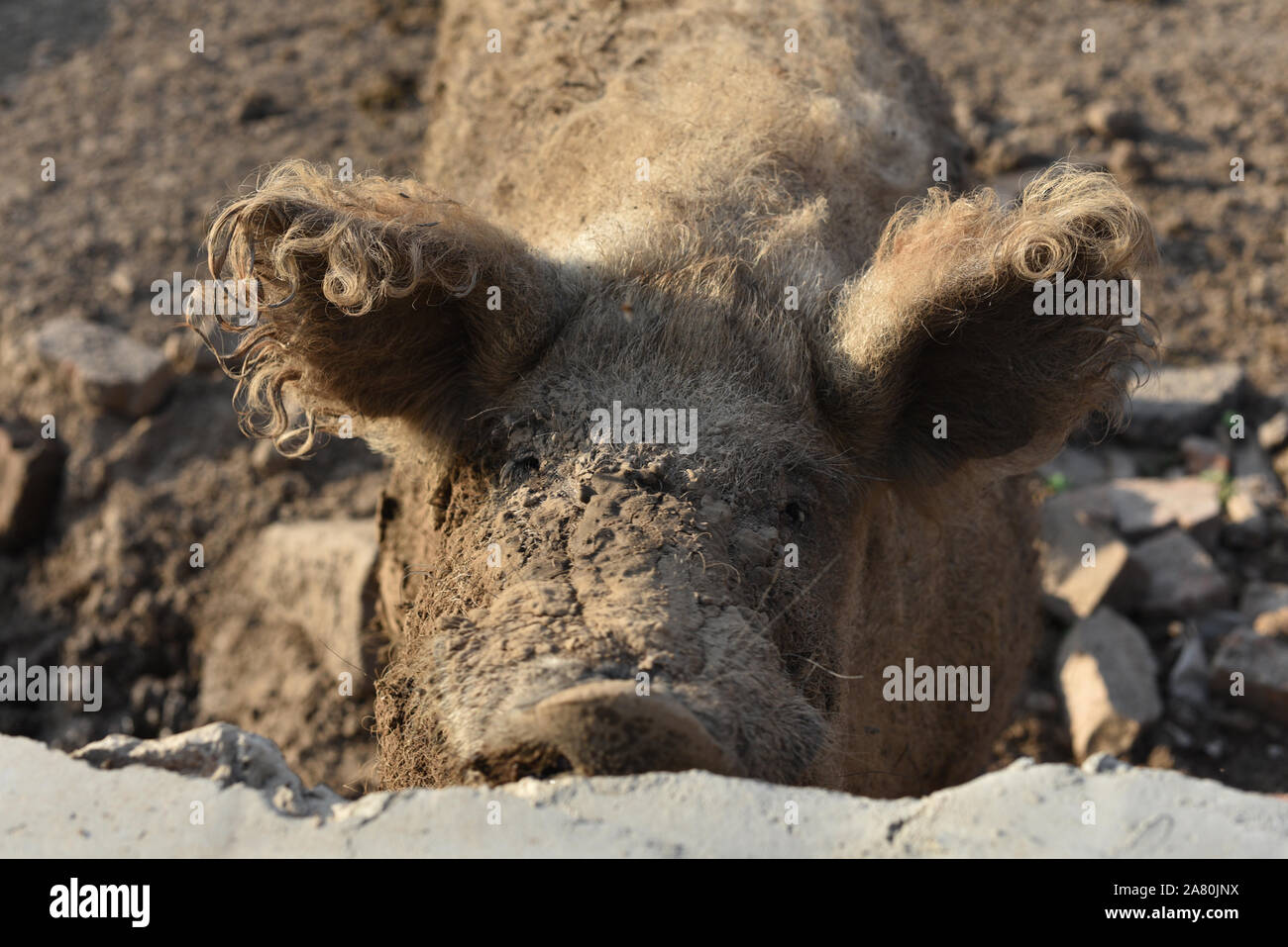 Happy pig rolling in mud.Mangalitsa The Woolly Sheep-Pig, healthy ...