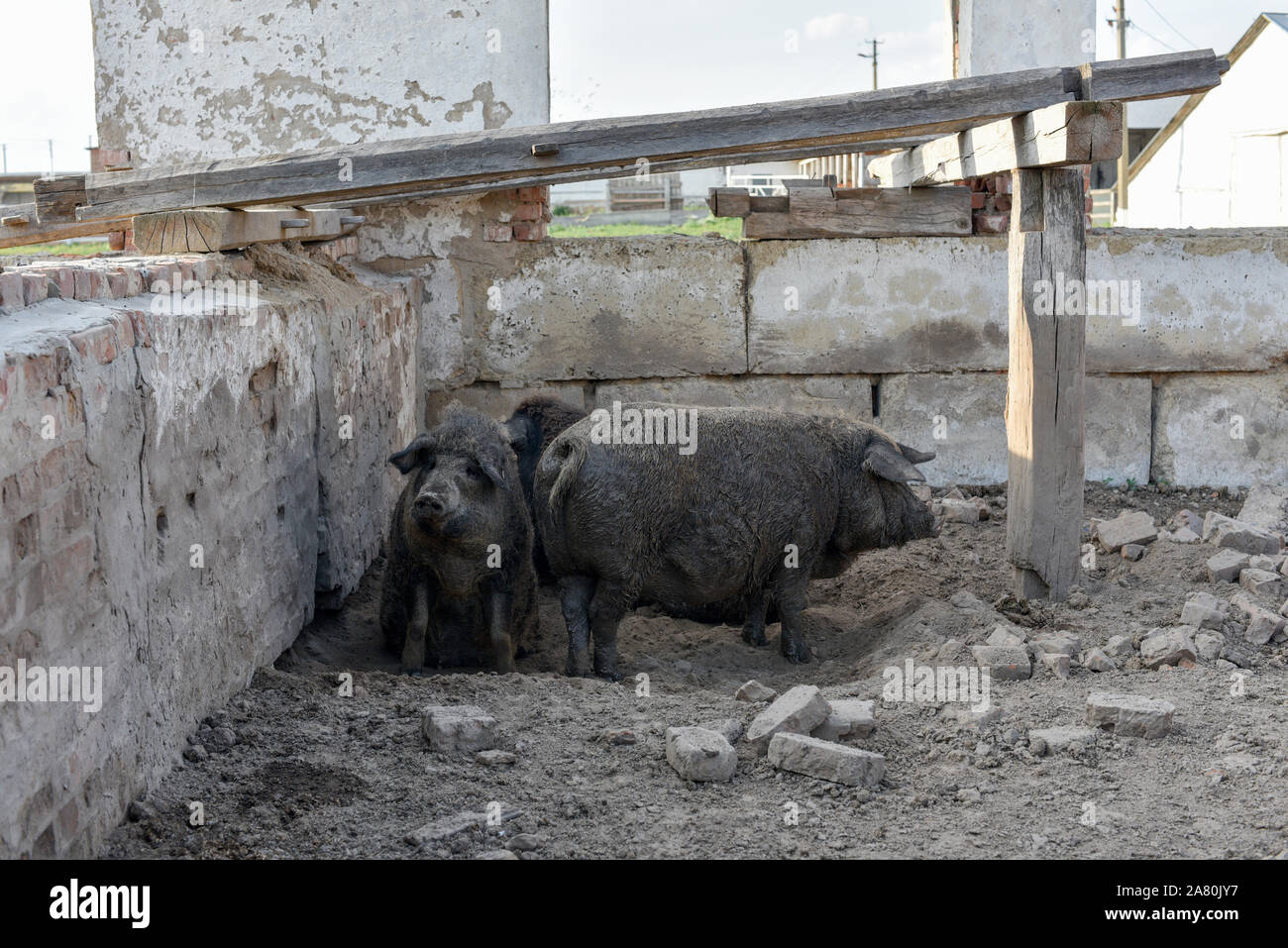 Mangalitsa wool pig hi-res stock photography and images - Alamy