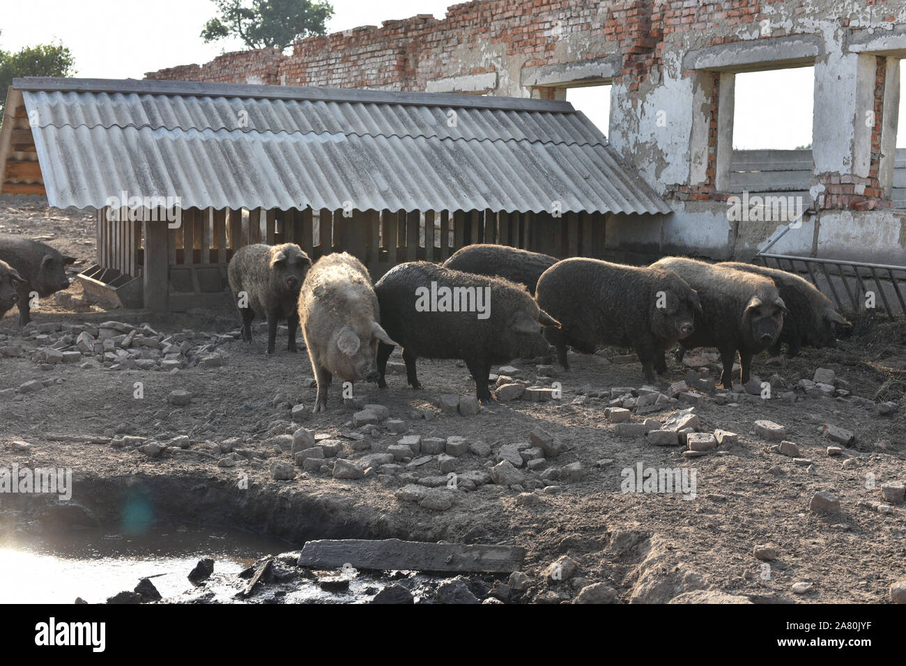 Happy pig rolling in mud.Mangalitsa The Woolly Sheep-Pig, healthy ...