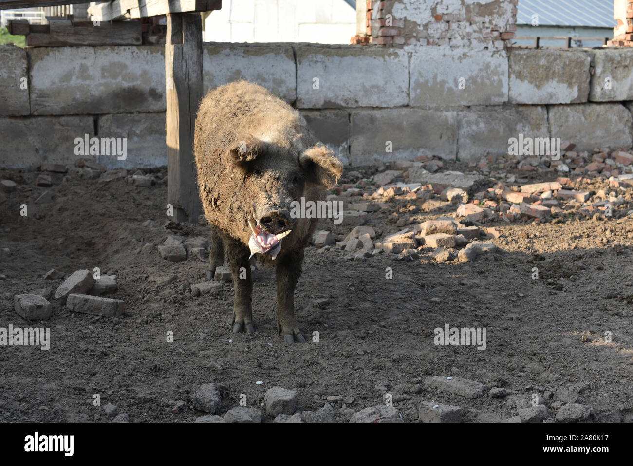 Happy pig rolling in mud.Mangalitsa The Woolly Sheep-Pig, healthy ...