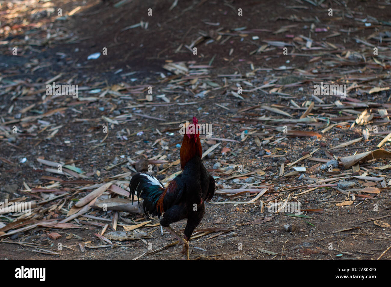 Hen farming hi-res stock photography and images - Alamy