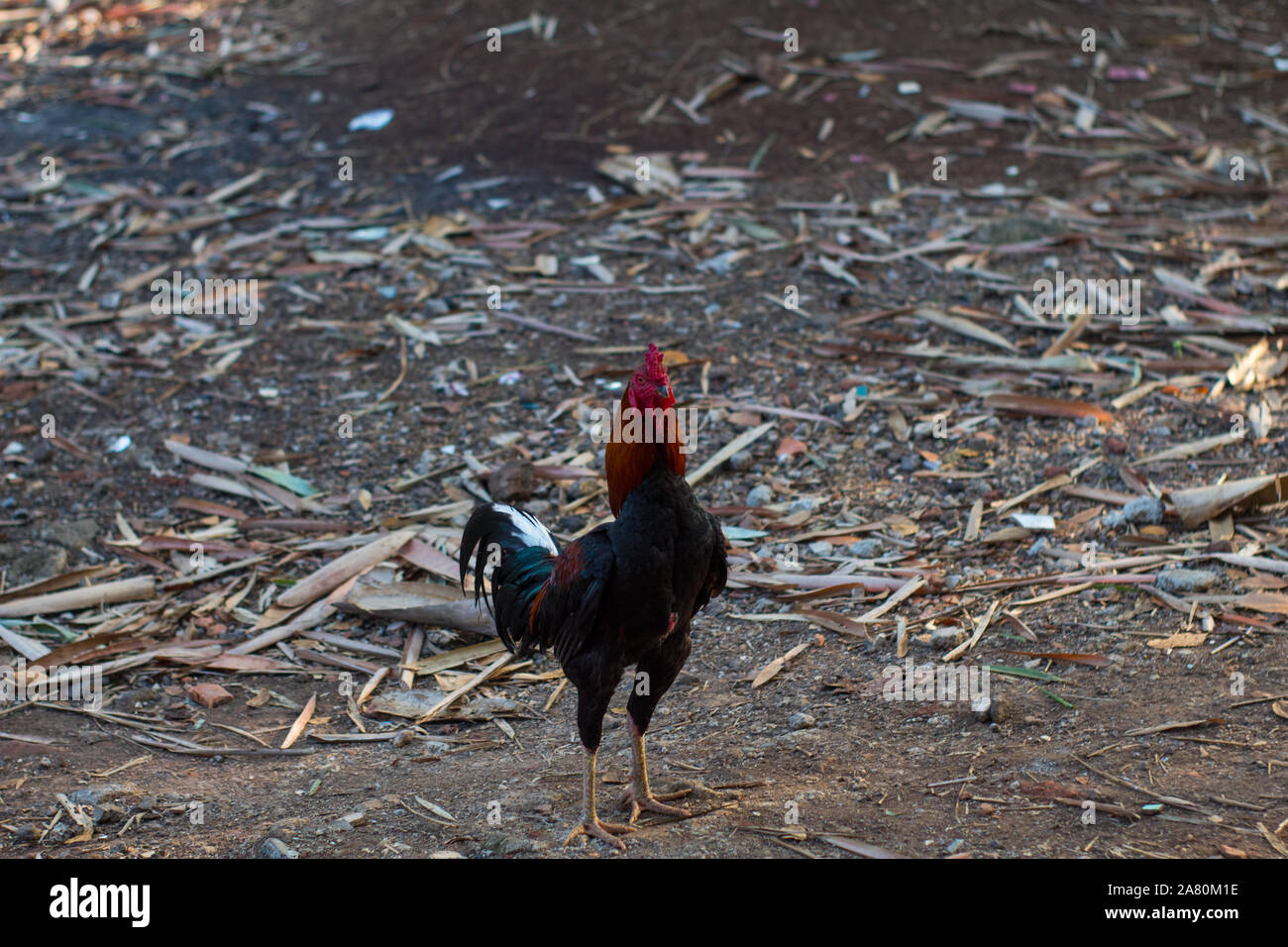 Poultry farming free range hi-res stock photography and images - Alamy
