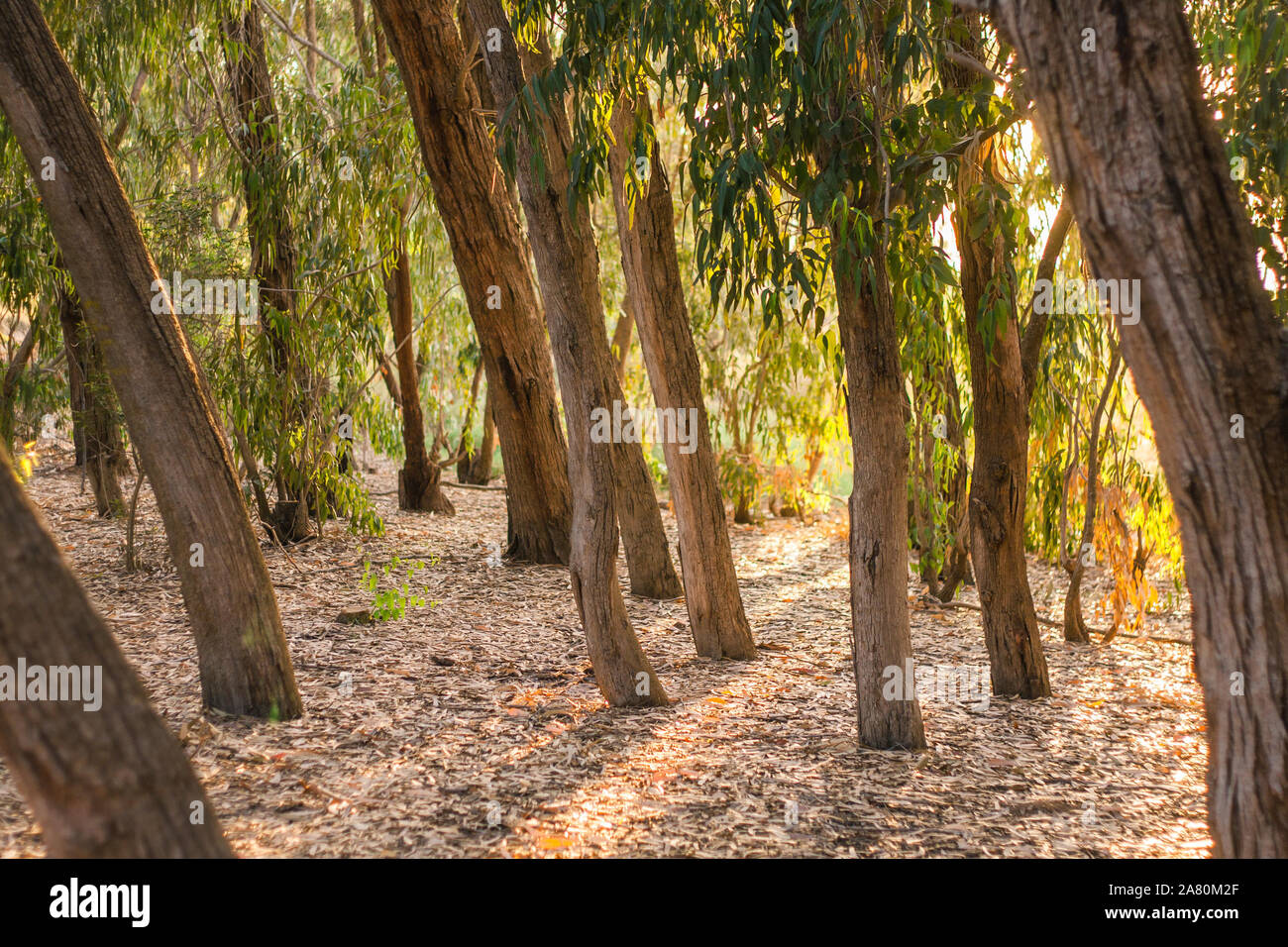Sunlight through tree trunks hi-res stock photography and images - Alamy