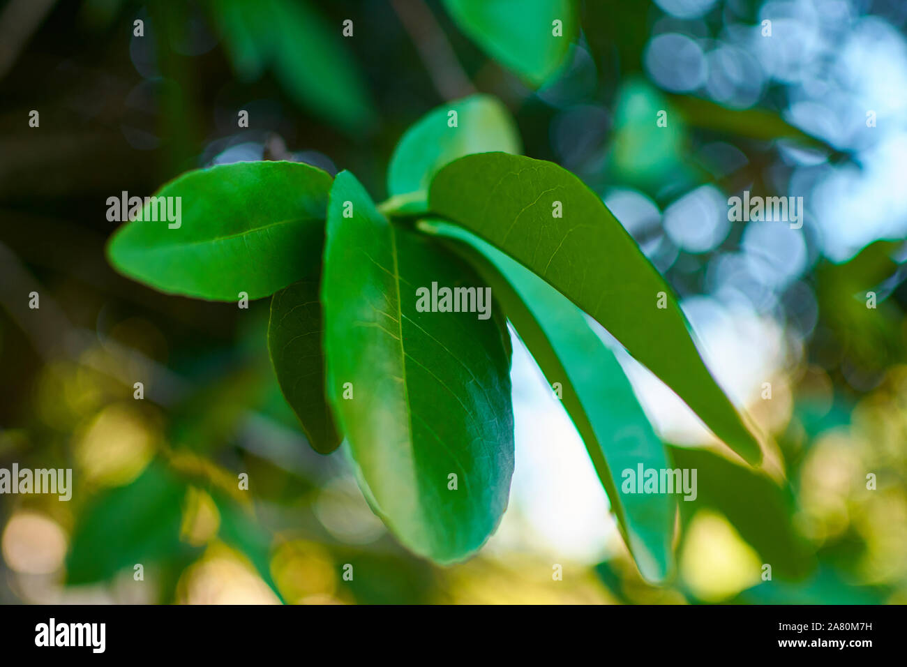 Tropical Leave detail Stock Photo - Alamy