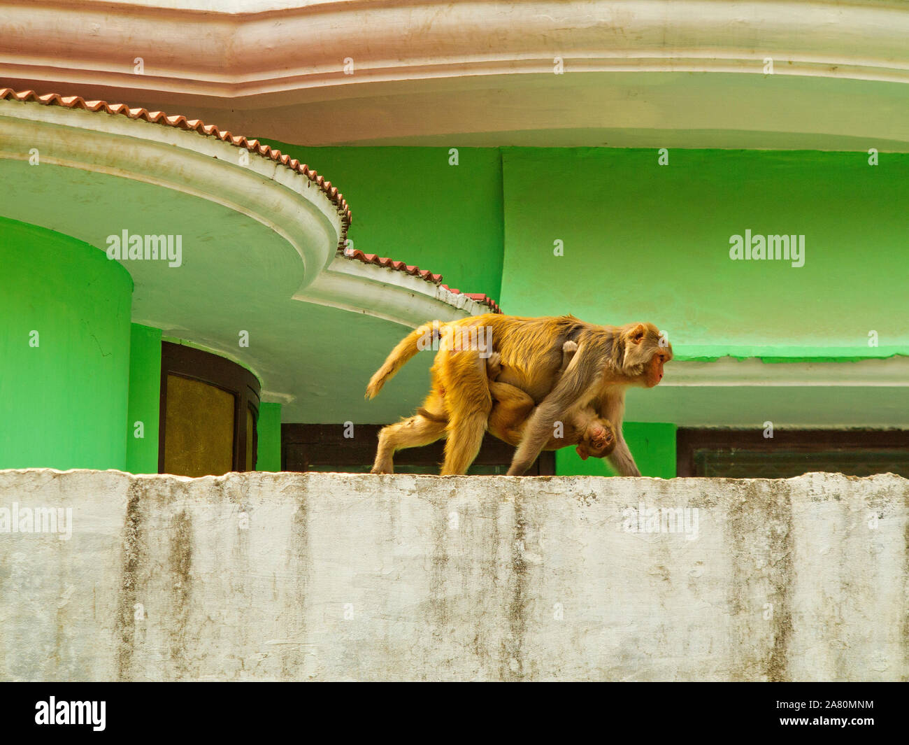 Real monkeys hi-res stock photography and images - Alamy