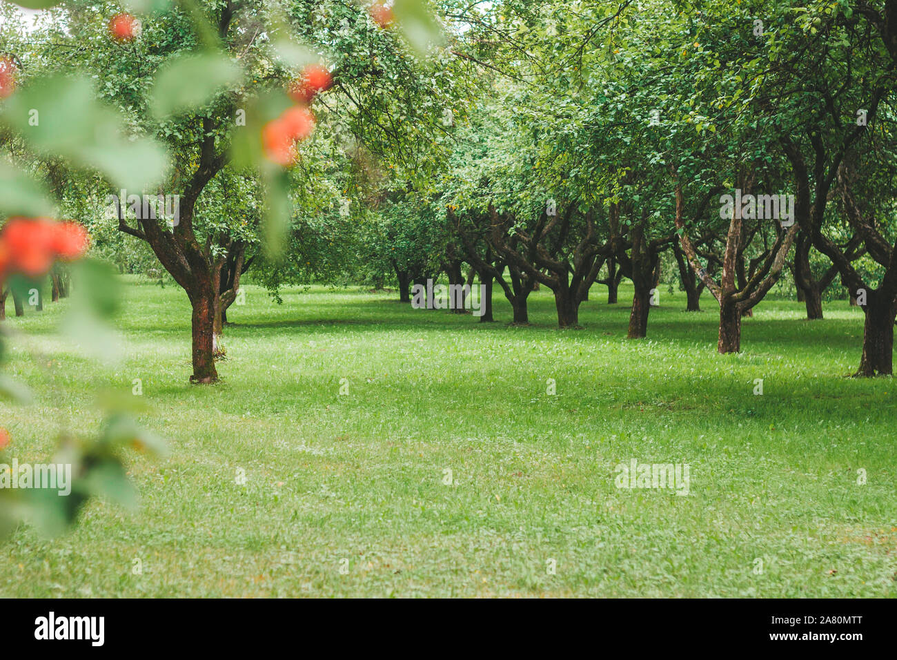 Orchard perspective hi-res stock photography and images - Alamy