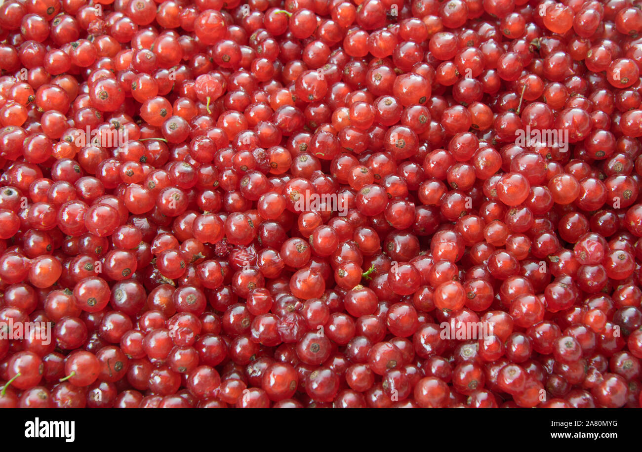 Red currant berries full frame Stock Photo - Alamy