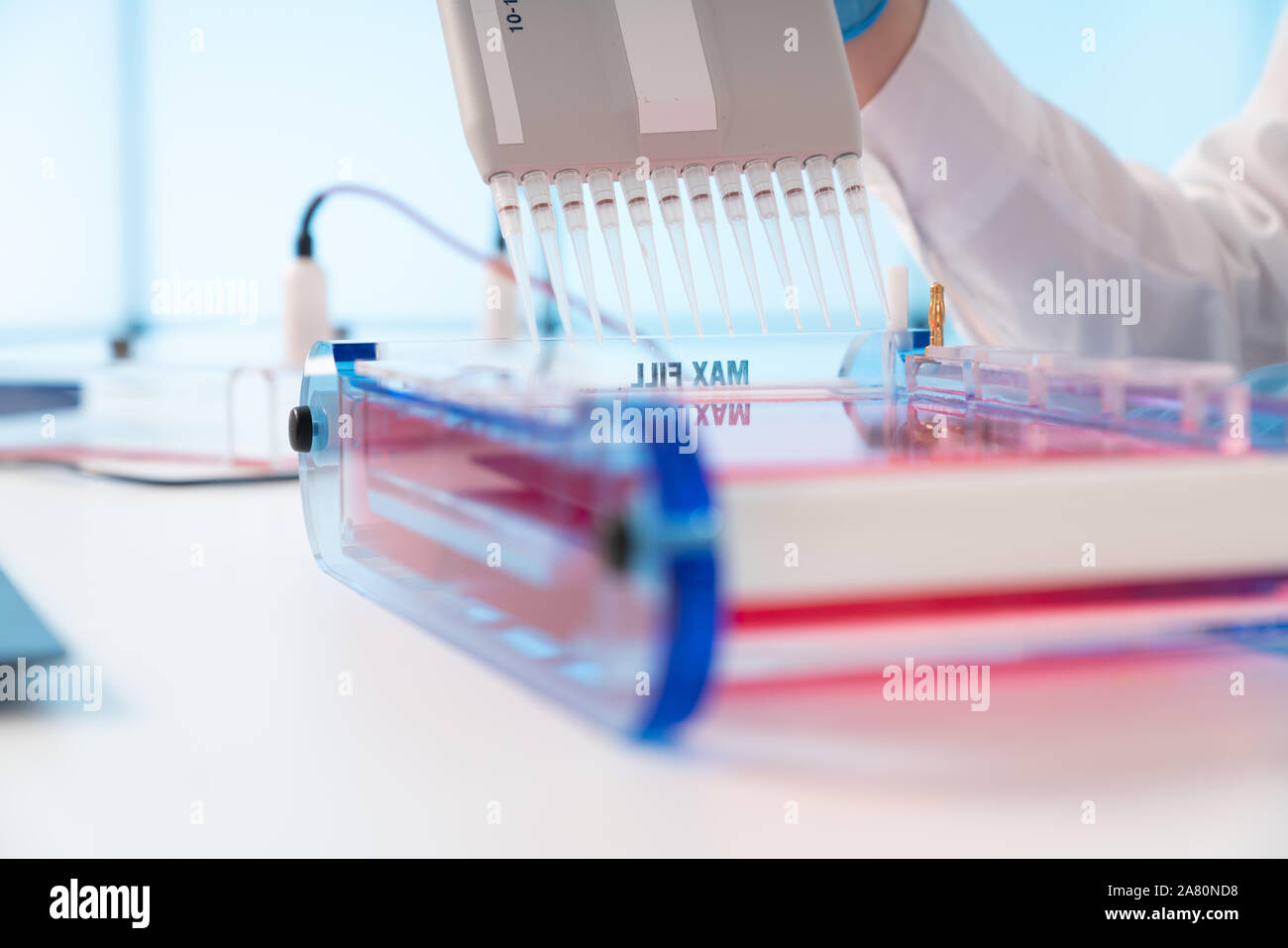 Loading Samples and Running an Agarose Gel for electrophoresis, Gel ...