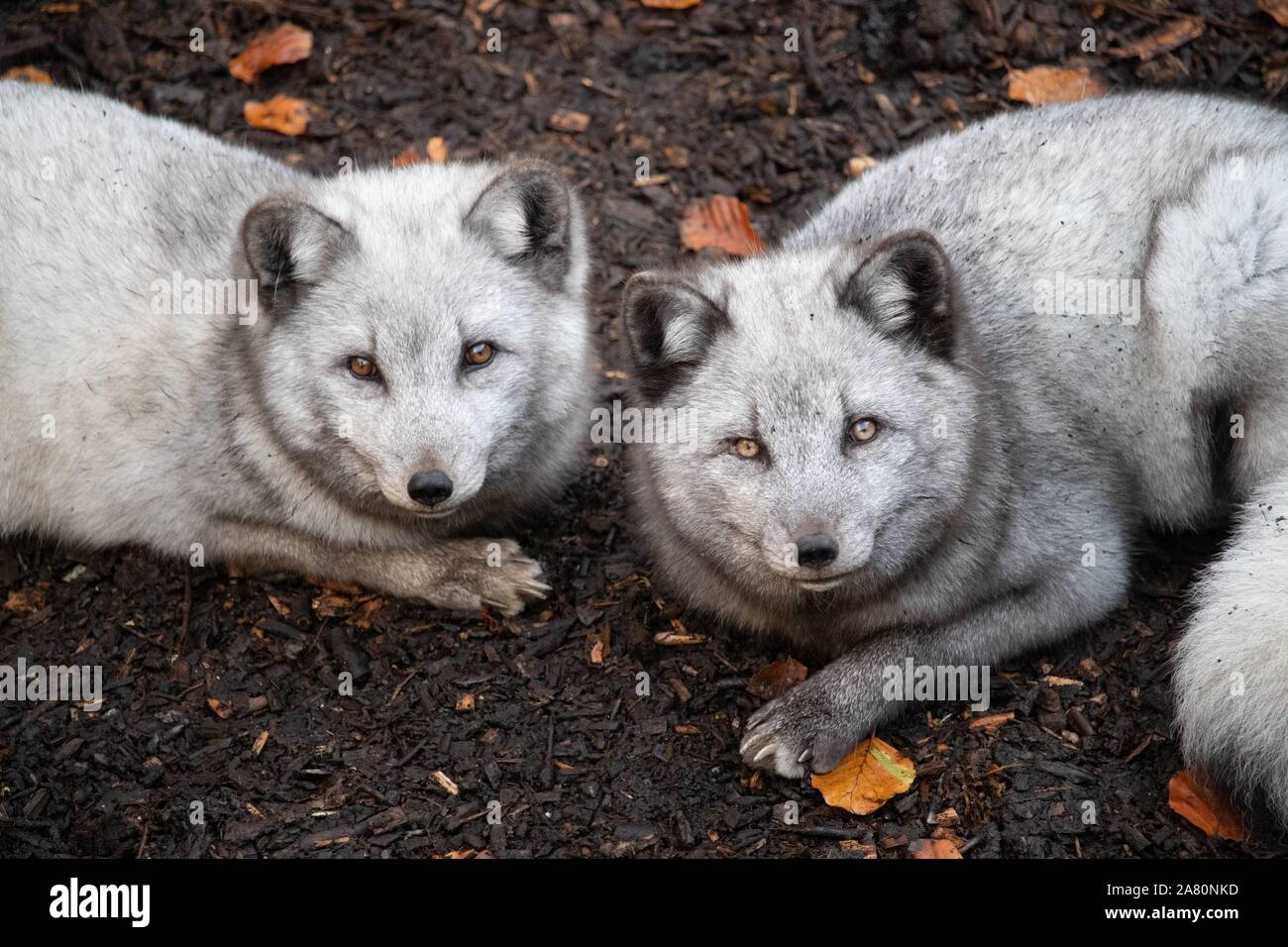 Male Arctic Foxes (Vulpes lagopus Stock Photo - Alamy