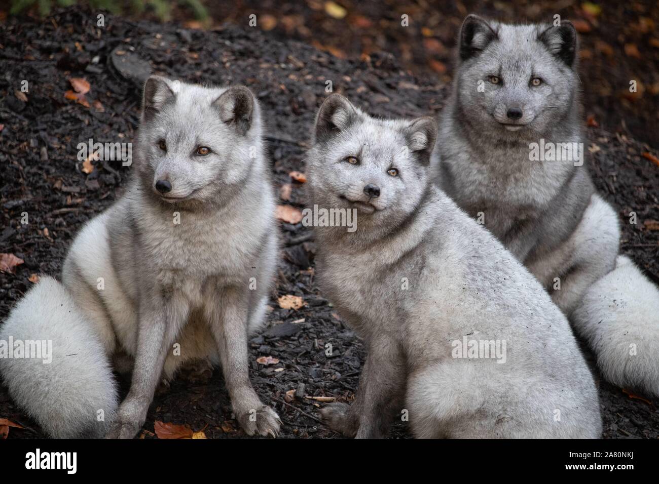 Male Arctic Foxes (Vulpes lagopus Stock Photo - Alamy