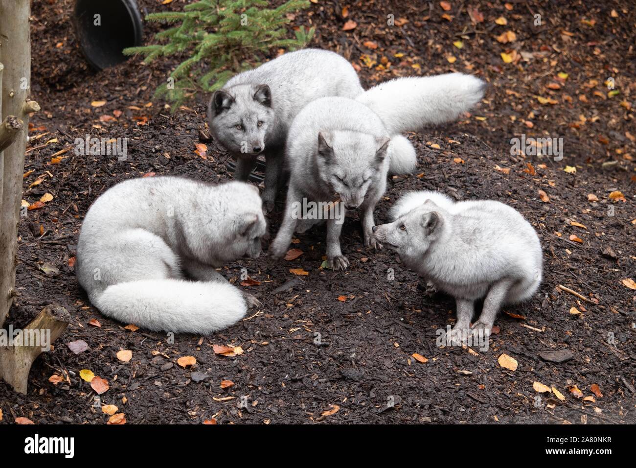 Male Arctic Foxes (Vulpes lagopus Stock Photo - Alamy