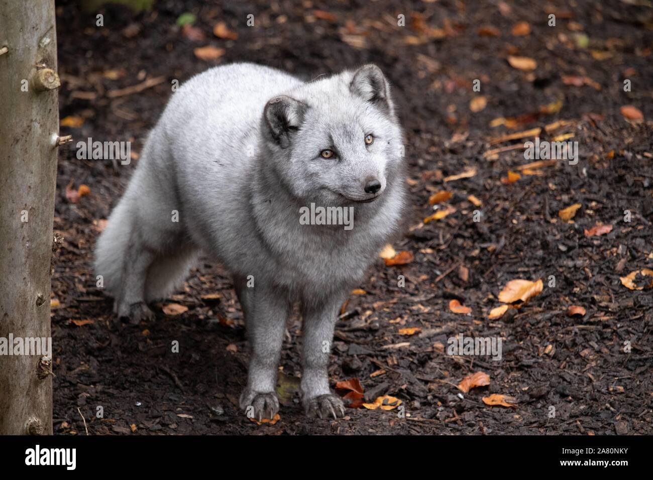 Male Arctic Fox (Vulpes lagopus Stock Photo - Alamy