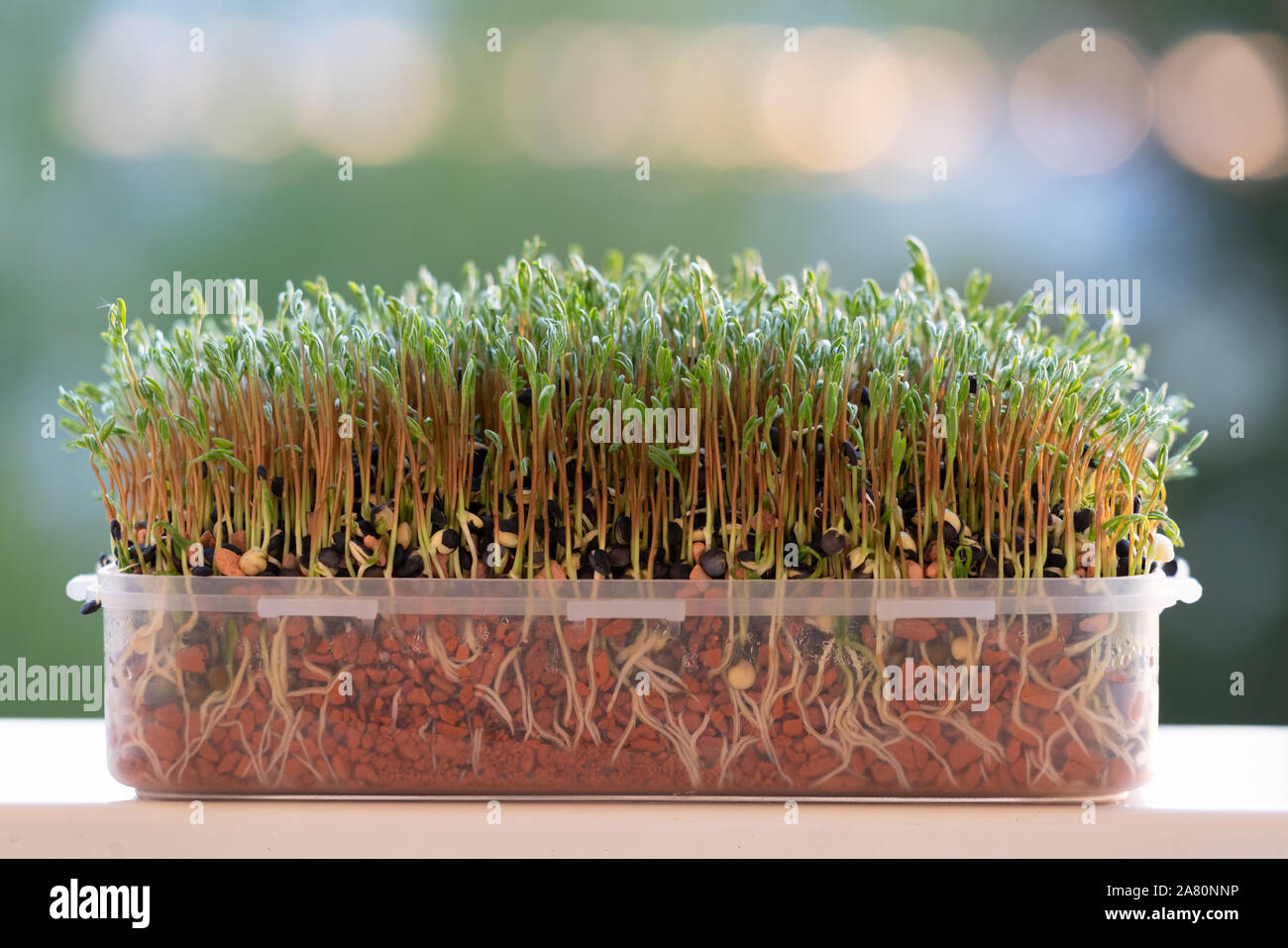 green sprouts edible plants. microgreens nutrition Stock Photo - Alamy