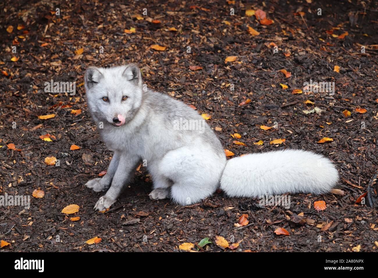 Male Arctic Fox (Vulpes lagopus Stock Photo - Alamy