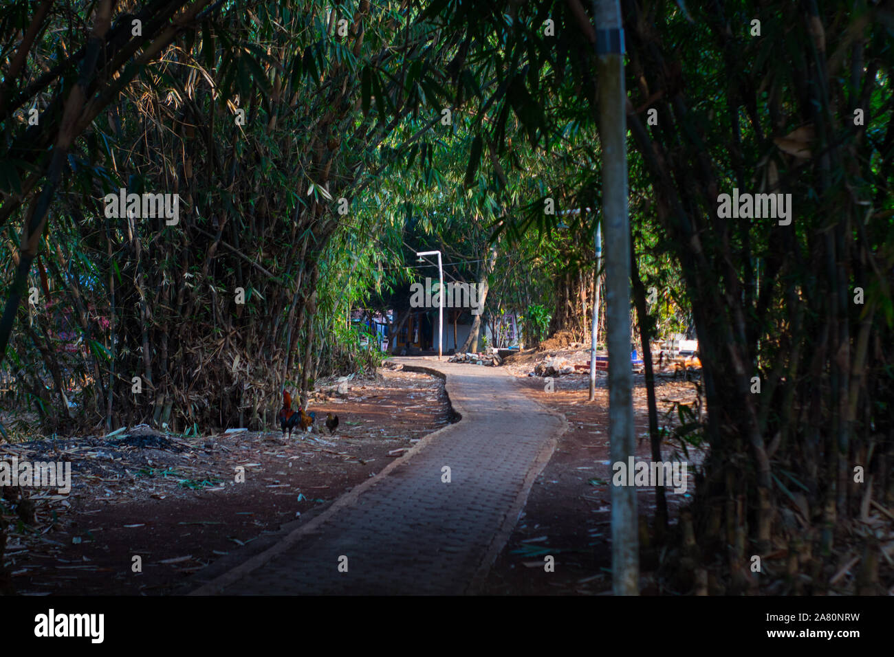 Bamboo forest path hi-res stock photography and images - Alamy