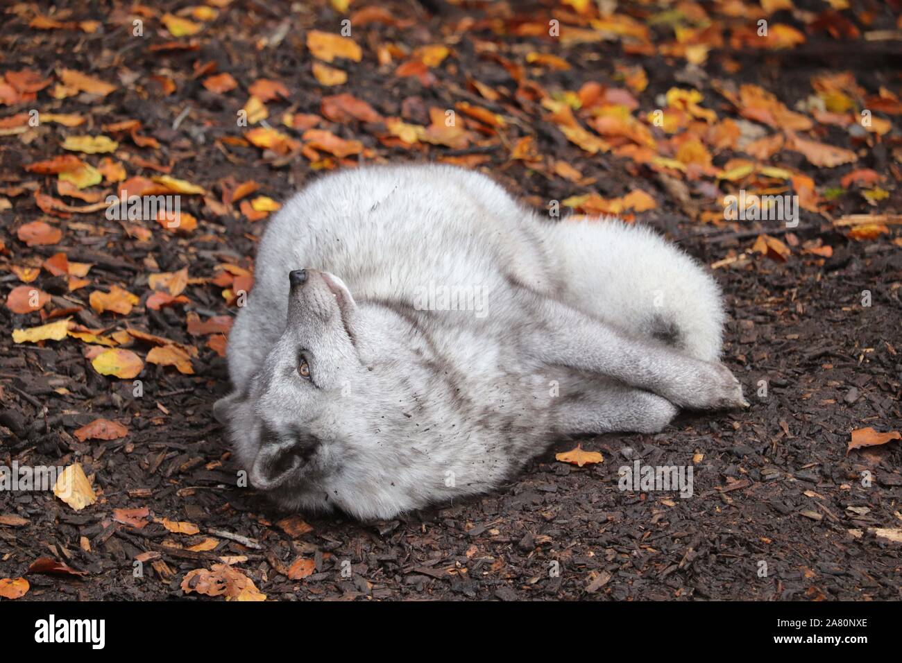 Male Arctic Fox (Vulpes lagopus Stock Photo - Alamy