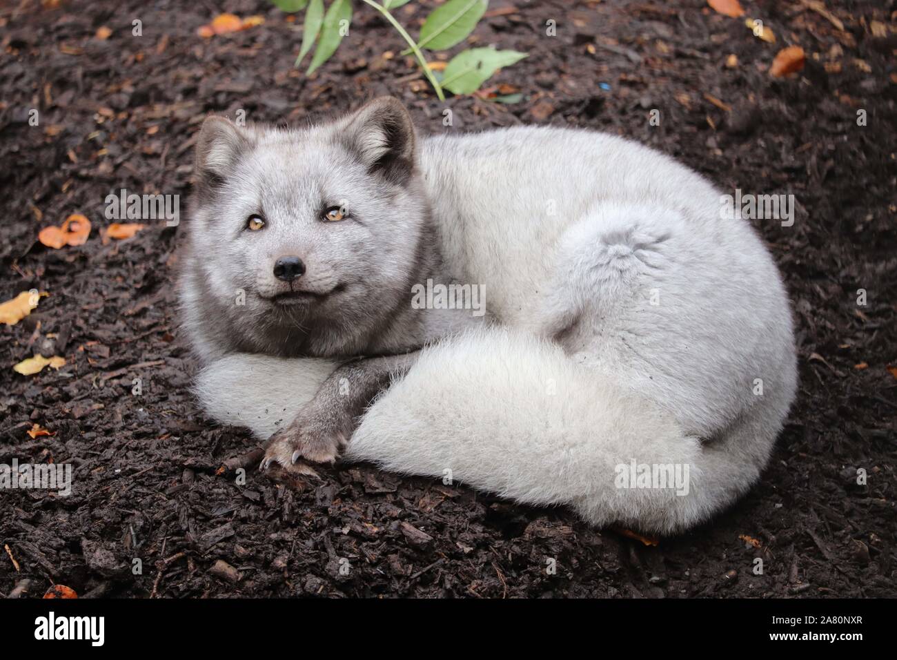 Male Arctic Fox (Vulpes lagopus Stock Photo - Alamy