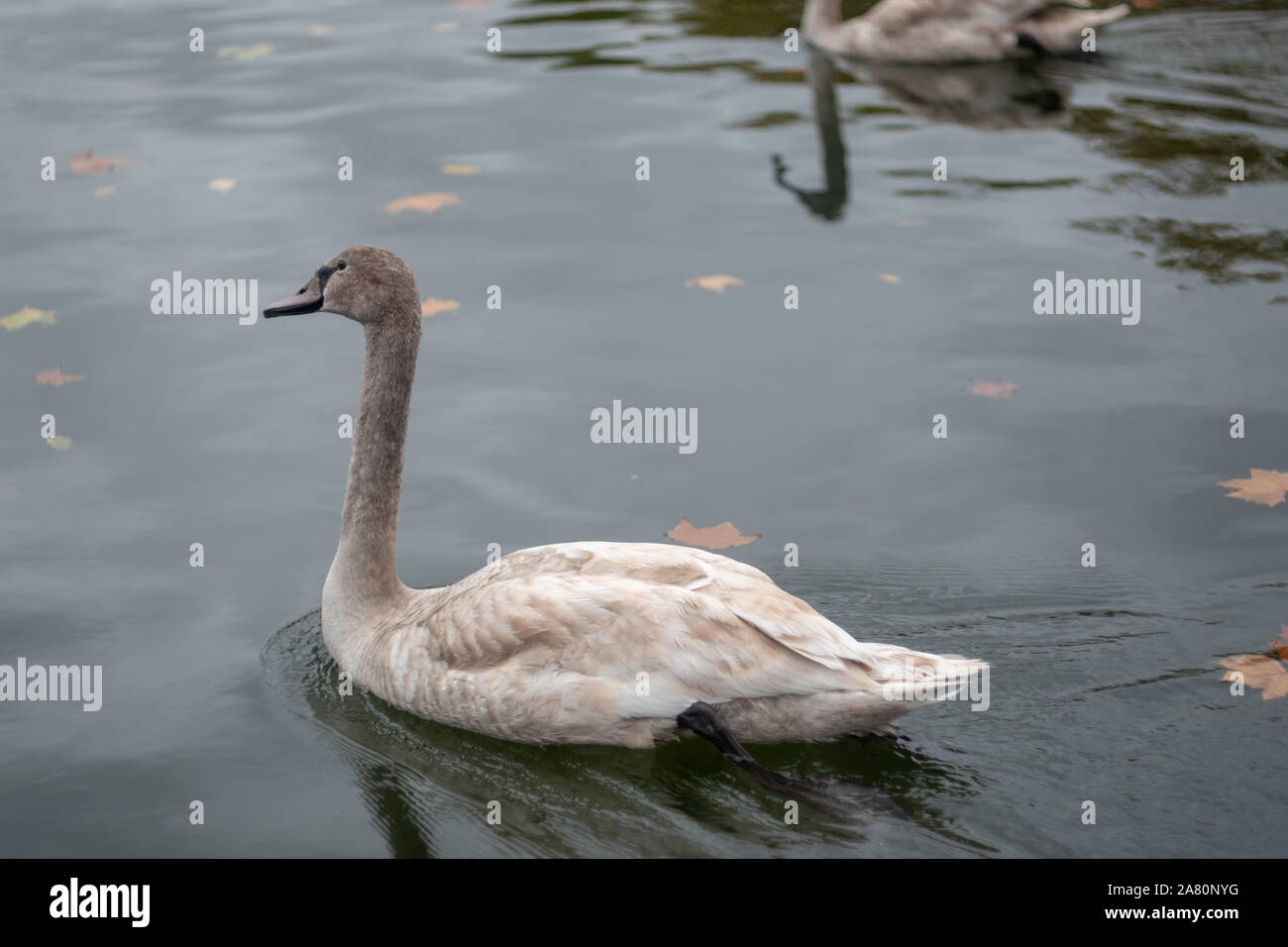 a pretty Swan Stock Photo - Alamy