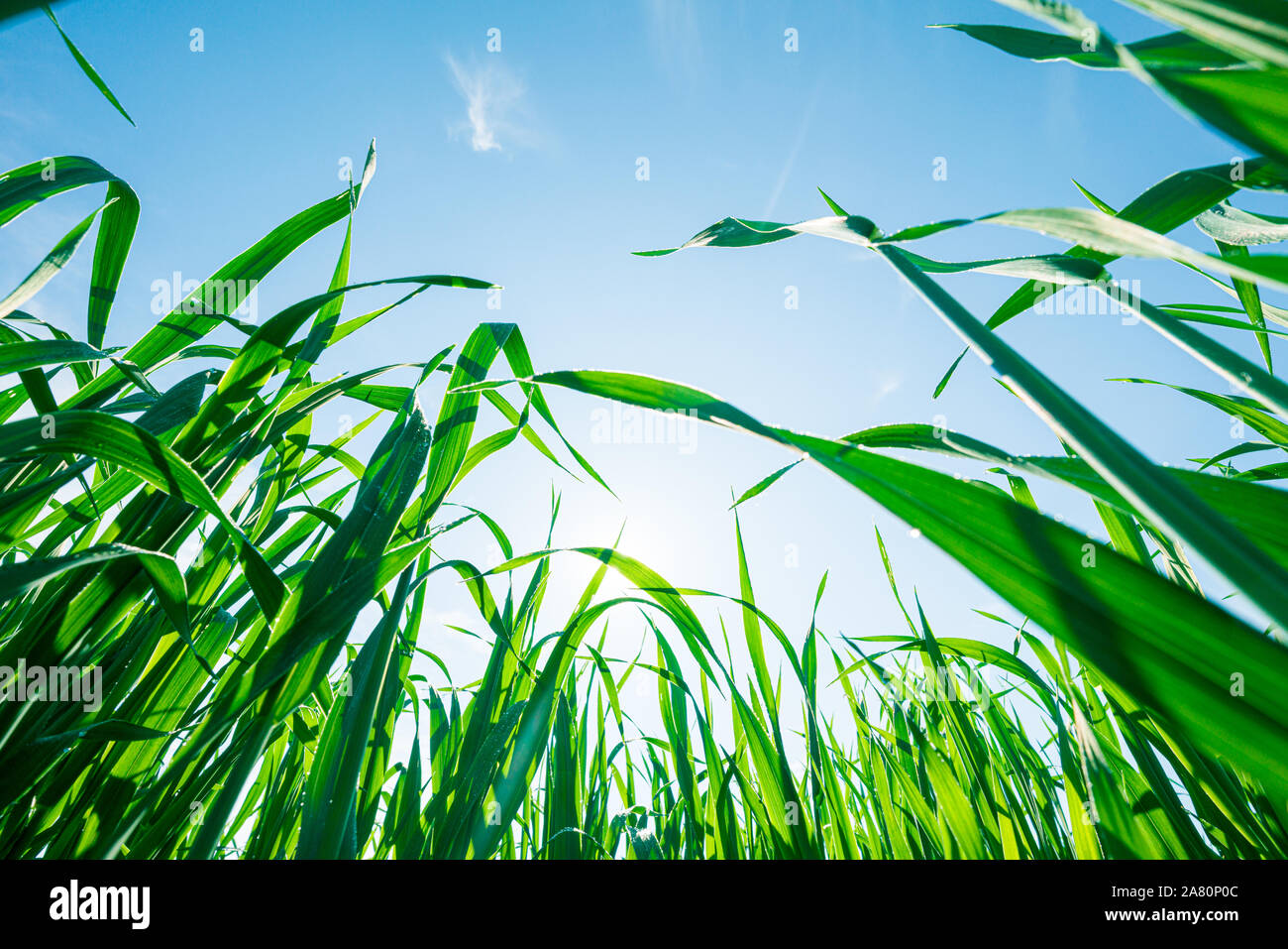 Green summer grass bottom view on sky and sun. Morning Dew on Grass at ...