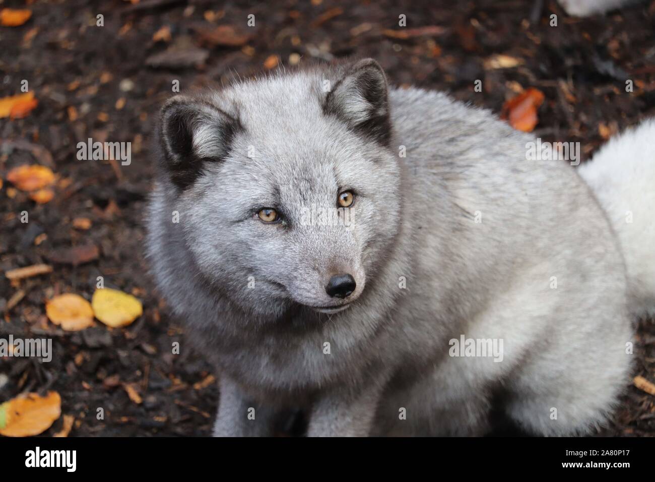 Dudley zoo fox hi-res stock photography and images - Alamy