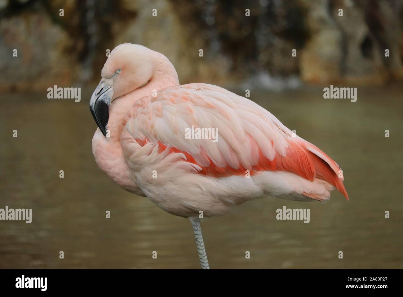 Flamingo dudley zoo hi-res stock photography and images - Alamy