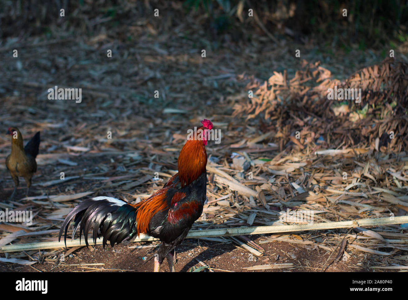 Big chicken barn hi-res stock photography and images - Alamy