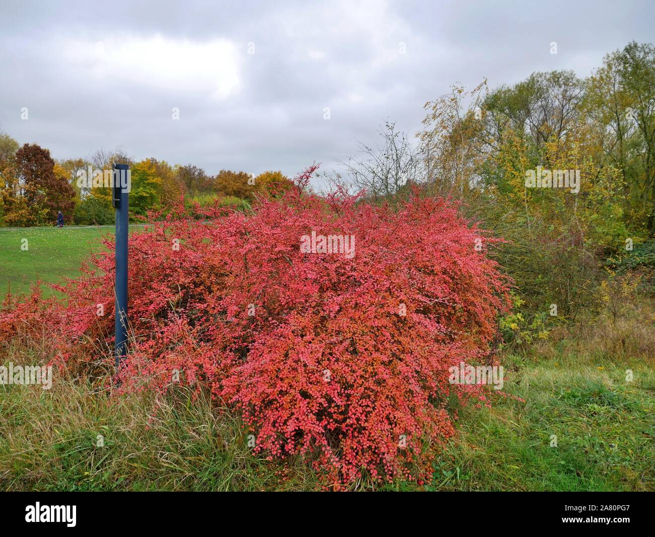 Full autumn colour hi-res stock photography and images - Alamy