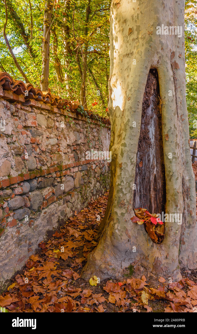 Tree cavity and leaves hi-res stock photography and images - Alamy