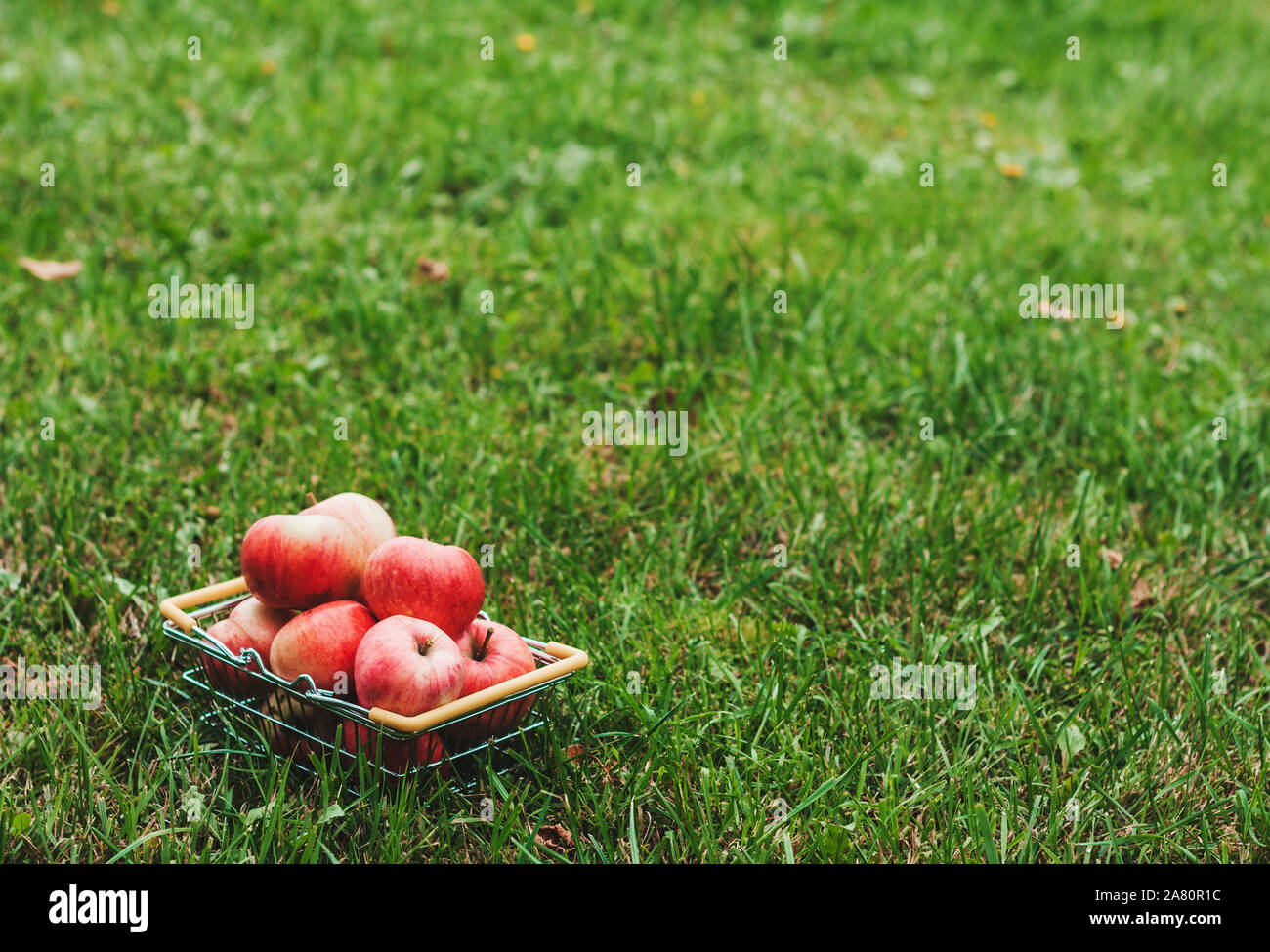 Ripe apples in a basket in the garden Stock Photo - Alamy