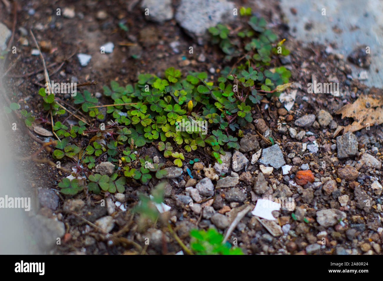 Rough soil hi-res stock photography and images - Alamy