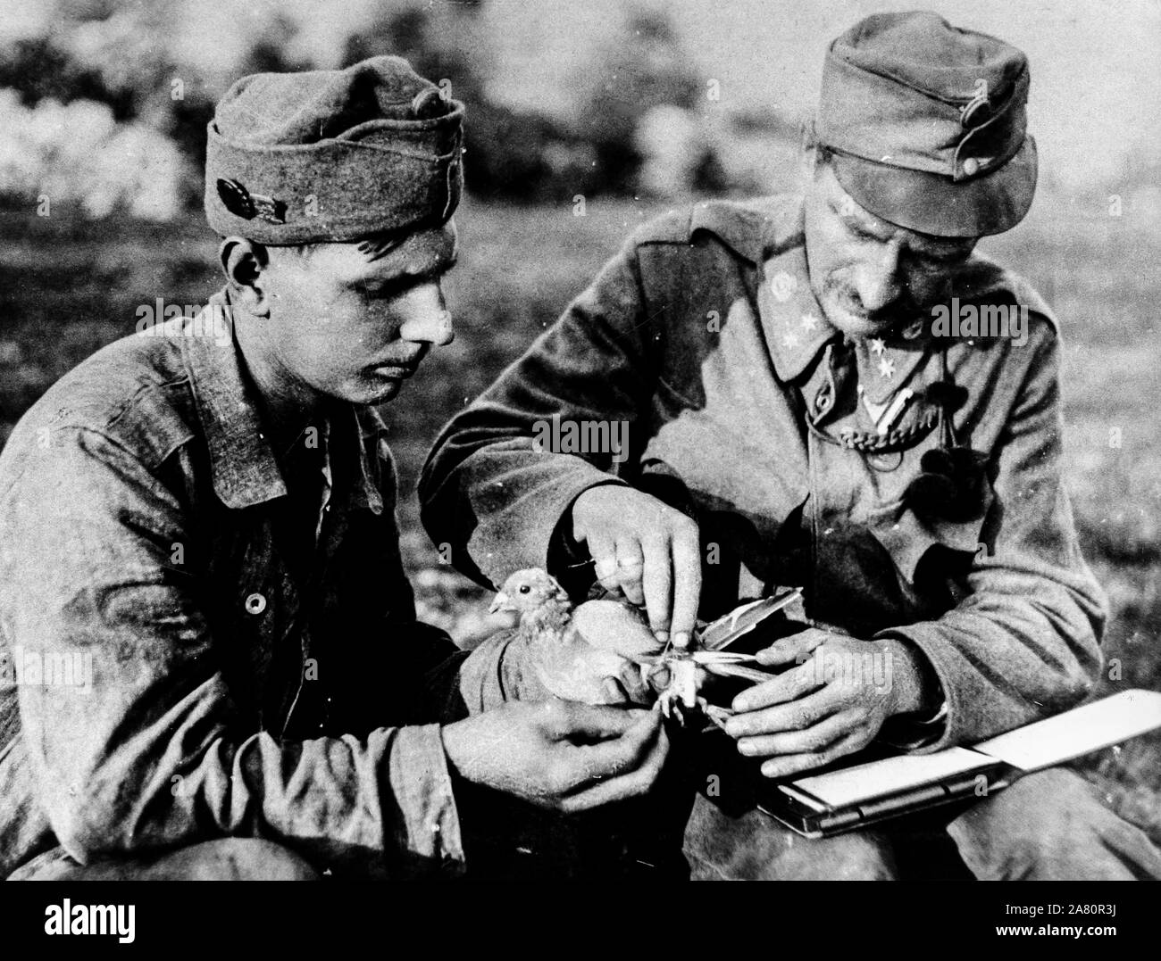 application of a dispatch to the foot of an Austrian carrier pigeon ...