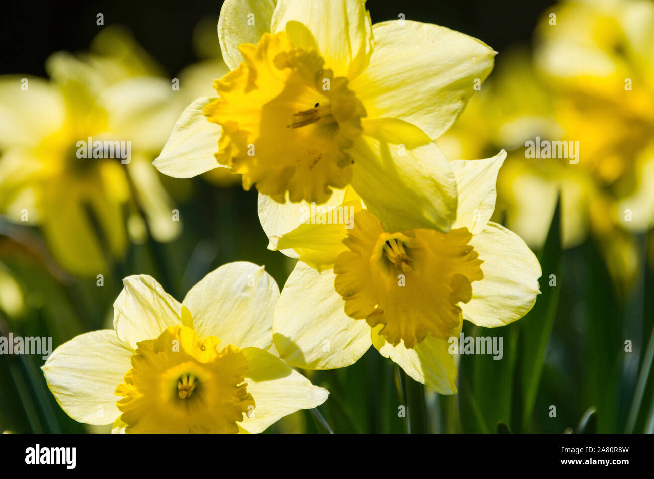 Daffodils in bright spring sunshine around Britain Stock Photo - Alamy