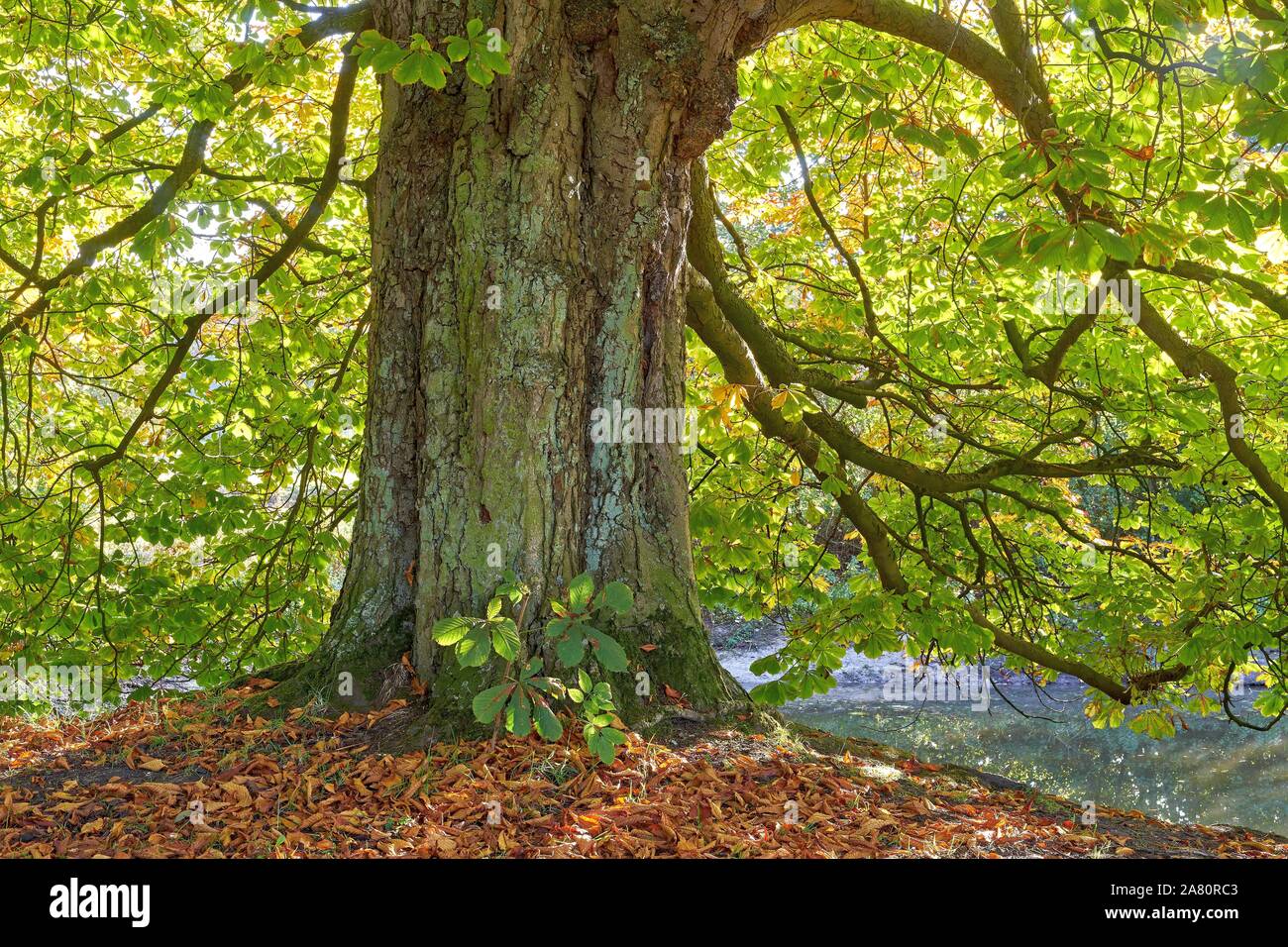 Old chestnut tree hi-res stock photography and images - Alamy