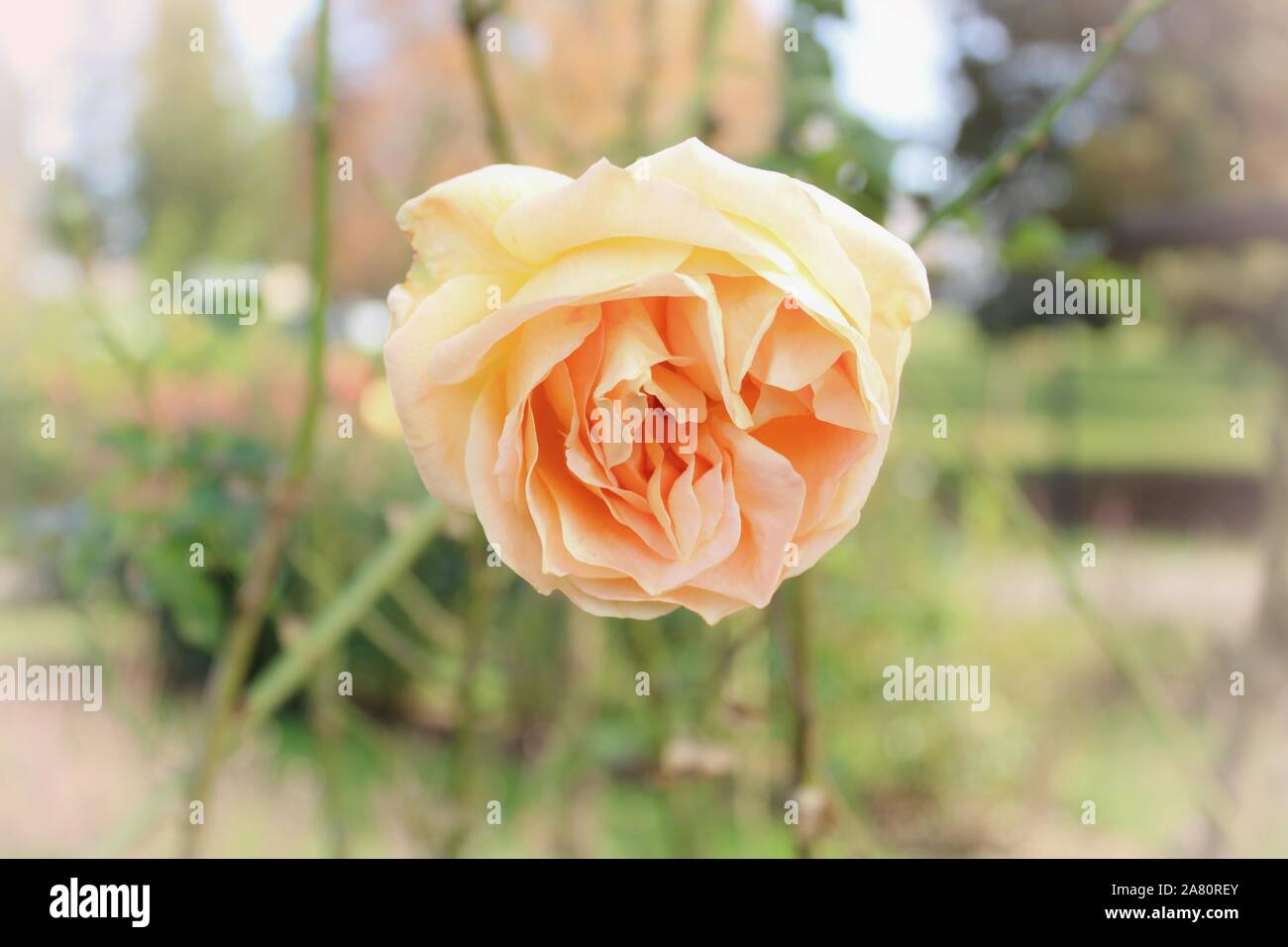 Peace Rose Close Up in a Rose Garden Stock Photo - Alamy