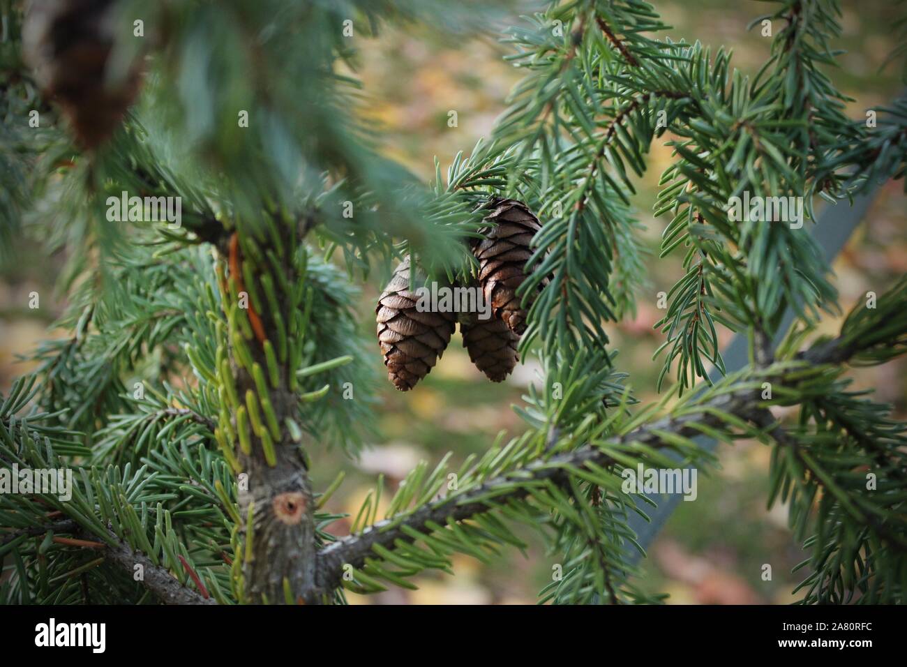 Fir tree pine cones hi-res stock photography and images - Alamy
