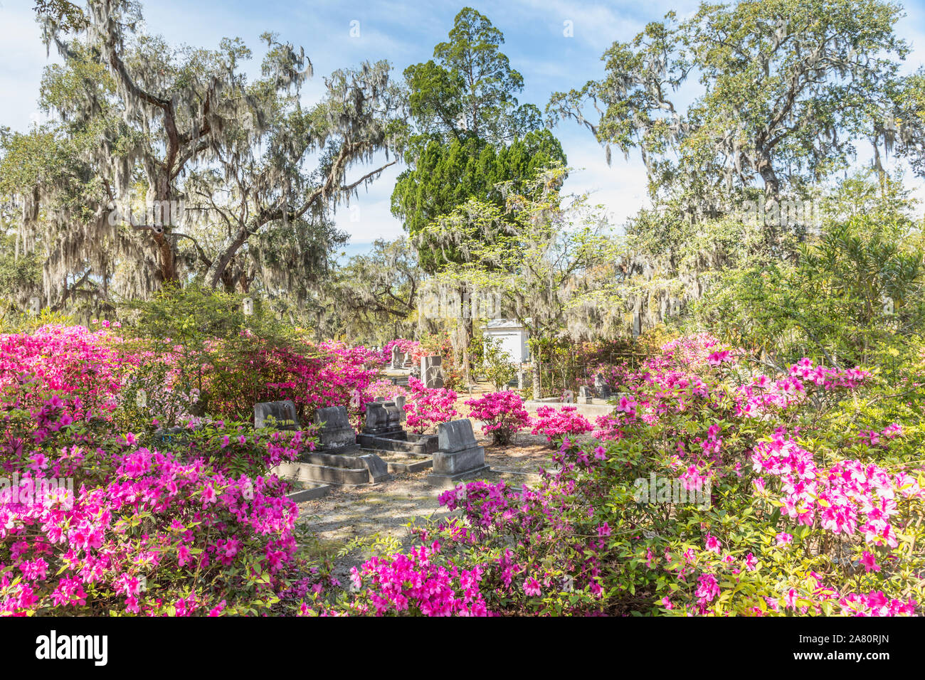 Pink blooming azalea bushes on historic Bonaventure Cemetery near ...