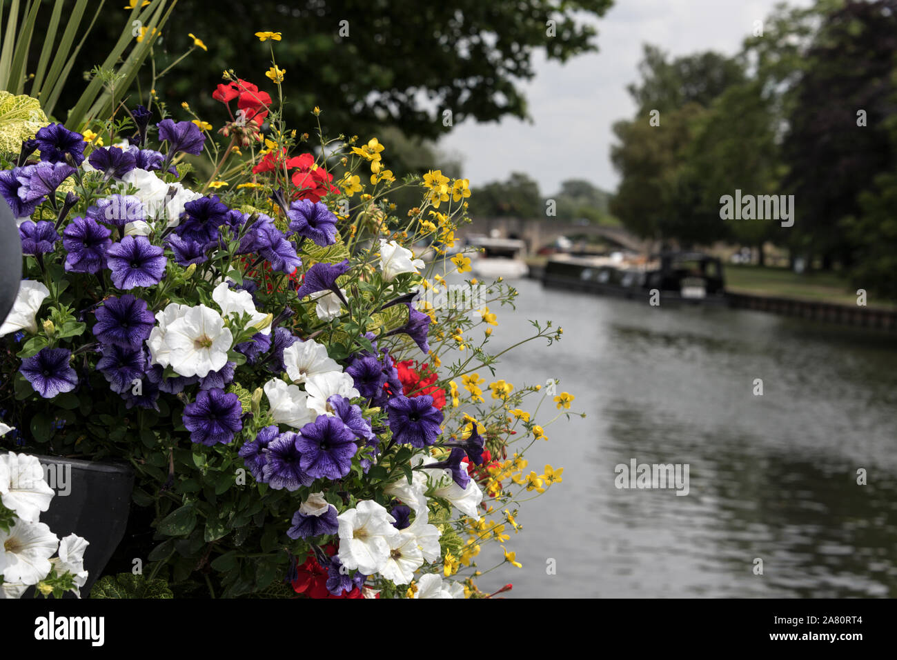 Geraniums lobelia hi-res stock photography and images - Alamy