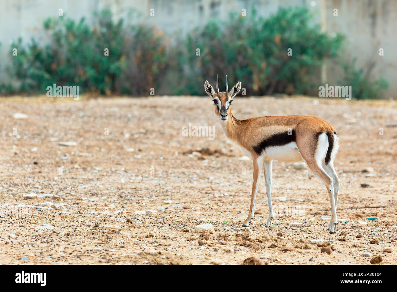 Small group of impala hi-res stock photography and images - Alamy