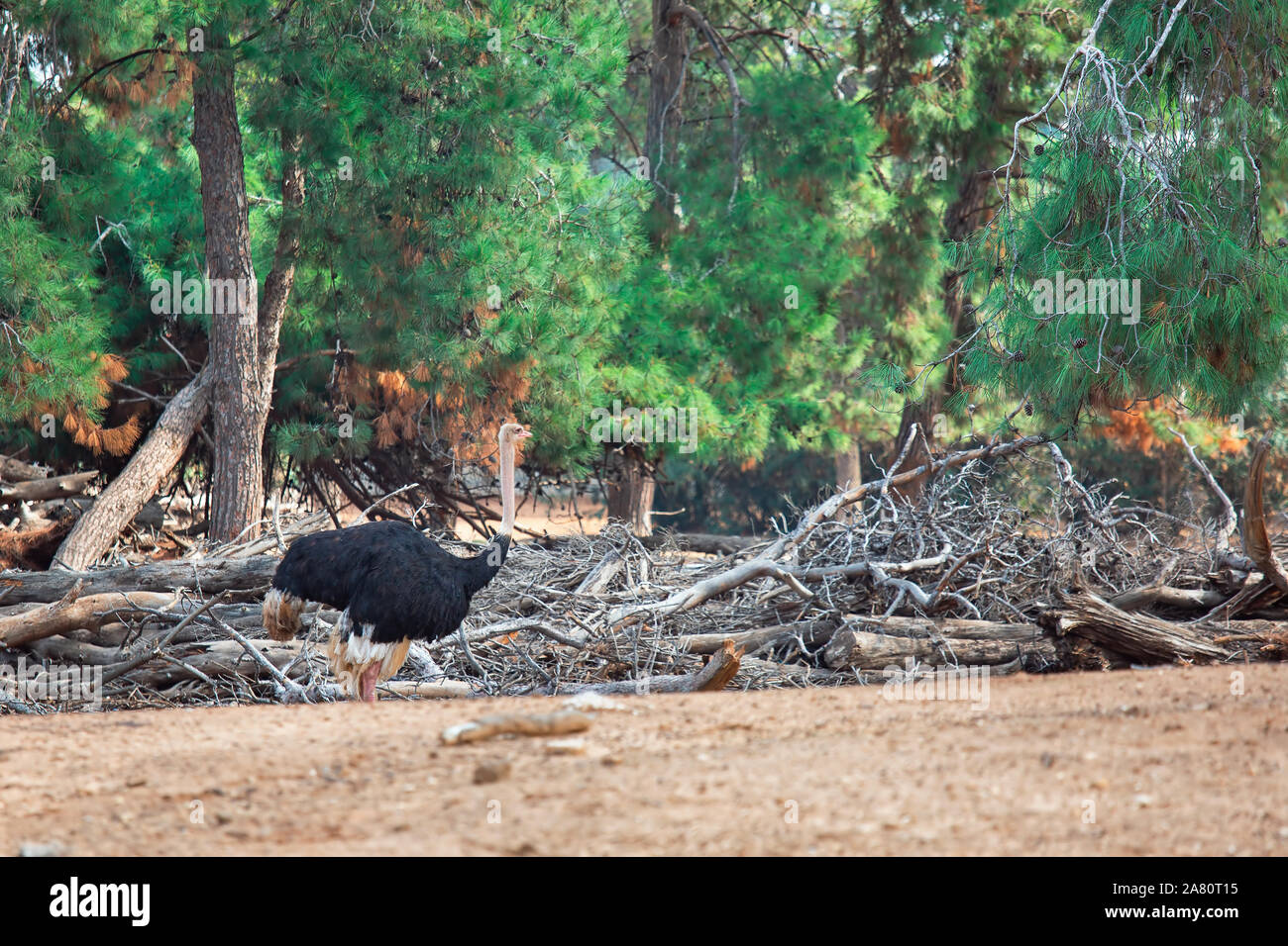 Beautiful, Australian Ostrich in nature Stock Photo - Alamy