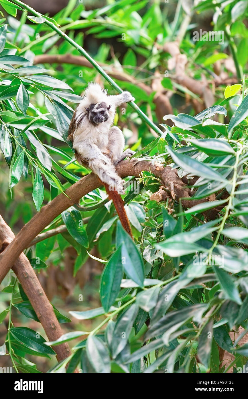 Tamarin monkey tree animal wildlife hi-res stock photography and images ...