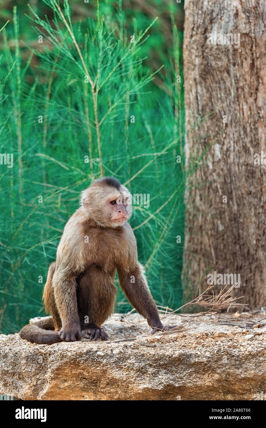 Macaque feet hi-res stock photography and images - Alamy